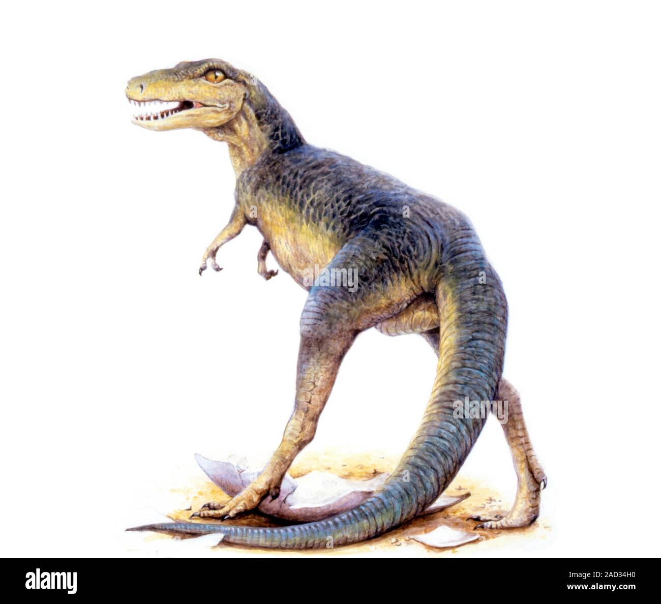 Tyrannosaurus rex. Computer illustration of a young Tyrannosaurus rex dinosaur. This carnivorous ...