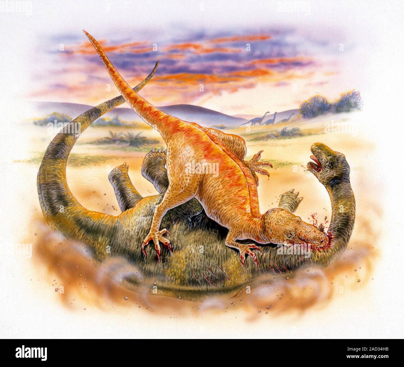 Megalosaurus attacking sauropod. Computer illustration of a ...