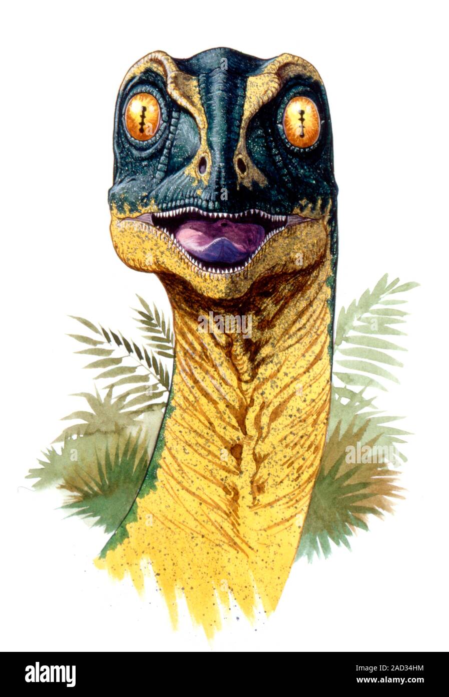 Saurornithoides dinosaur. Computer illustration of the head of a ...
