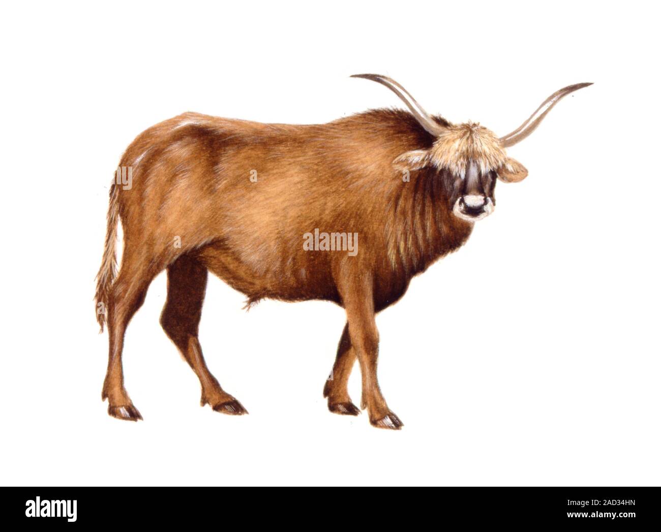 Aurochs (Bos primigenius). Computer illustration of an aurochs (or urus ...