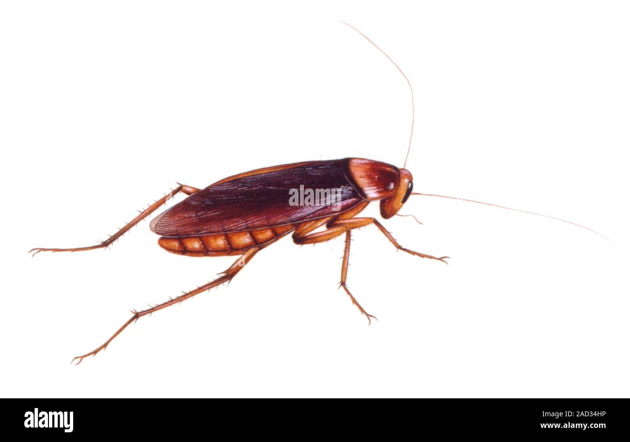 Prehistoric cockroach. Computer illustration of a prehistoric cockroach ...