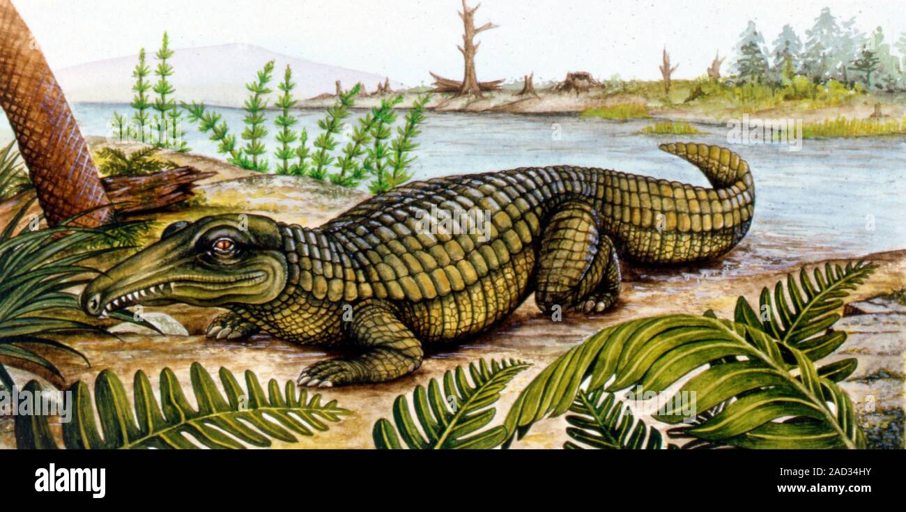 Proterosuchus. Computer illustration of a Proterosuchus sp. prehistoric ...