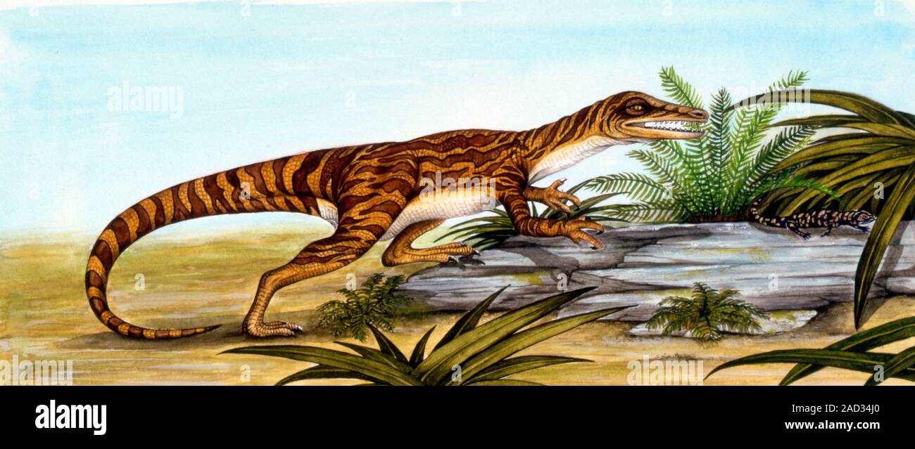 Staurikosaurus dinosaur. Computer illustration of a Staurikosaurus sp ...