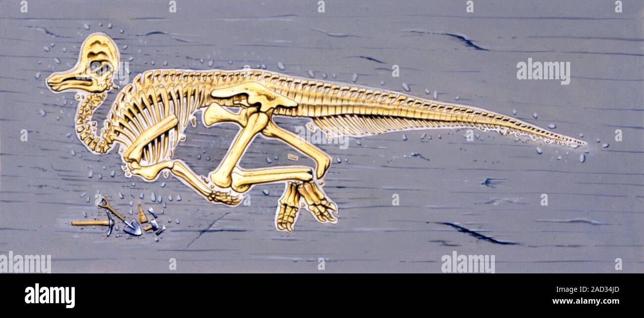 Corythosaurus dinosaur skeleton. Computer illustration of the skeleton ...