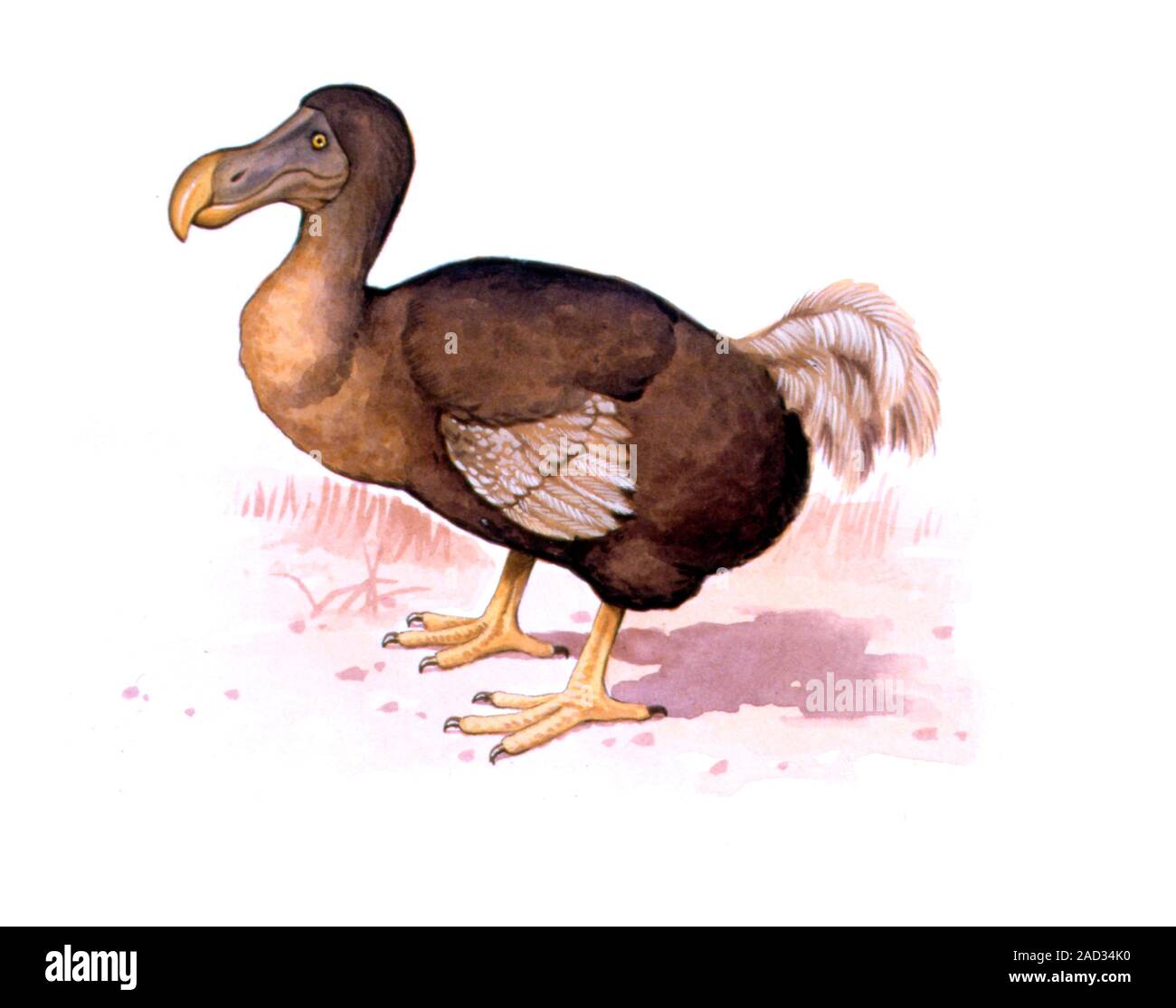 Dodo (Raphus cucullatus). Computer illustration of a dodo. The dodo was ...
