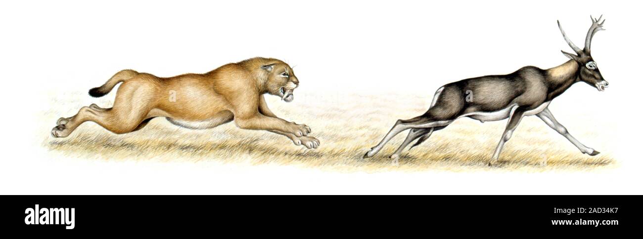 Megantereon hunting Cranioceras. Computer illustration of a Megantereon ...