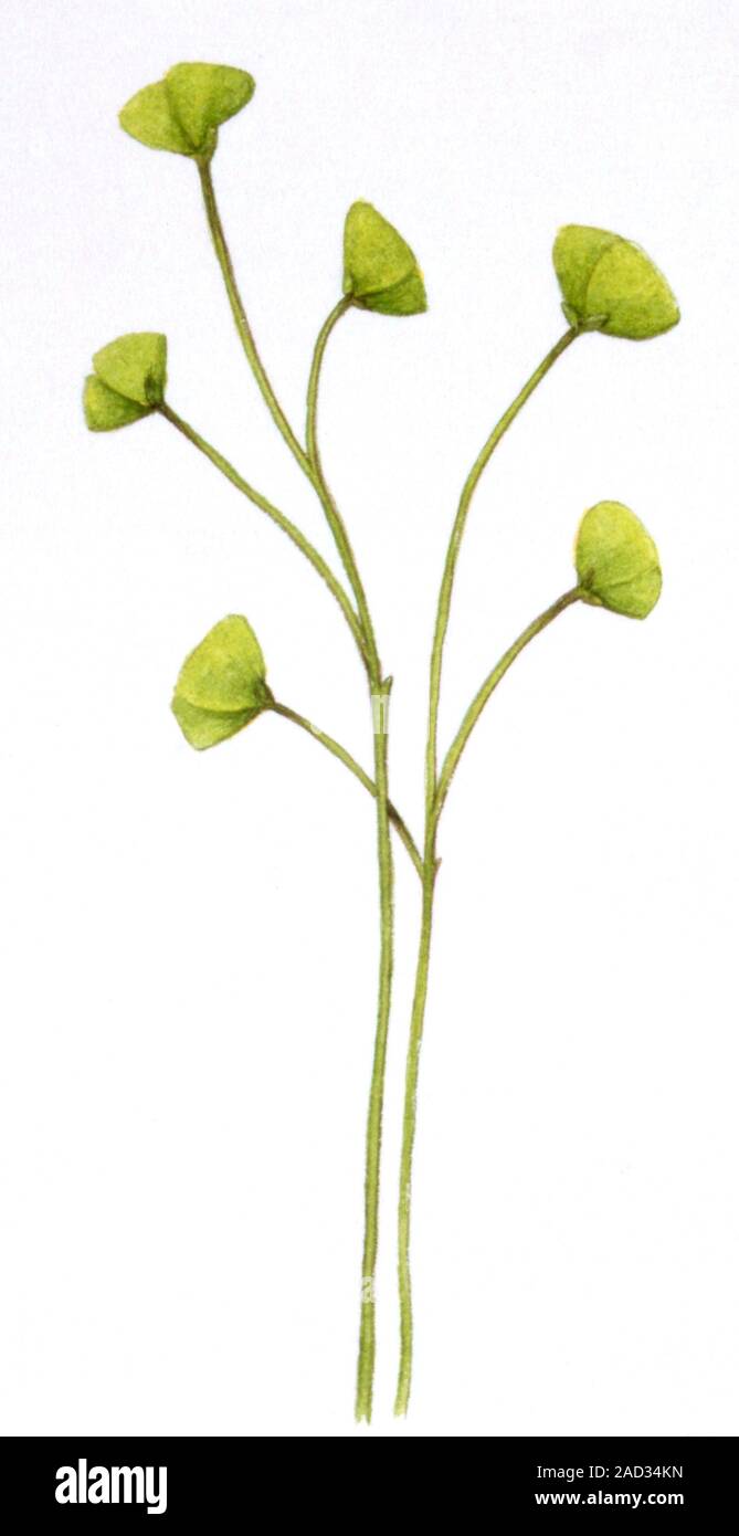 Cooksonia sp. prehistoric plant, computer illustration. This genus of ...