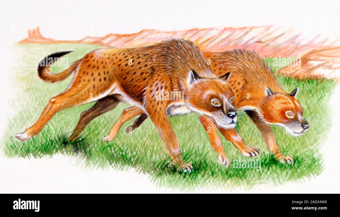 Osteoborus prehistoric canines. Computer illustration of two Osteoborus ...