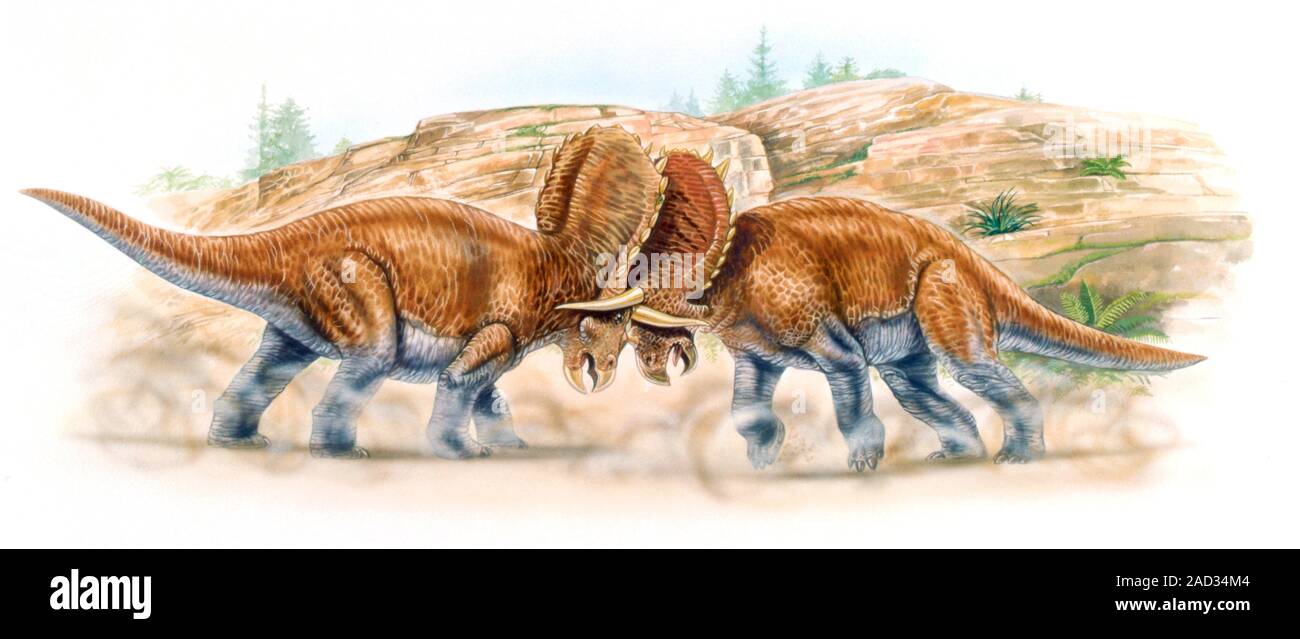 Arrhinoceratops dinosaurs fighting. Computer illustration of two ...