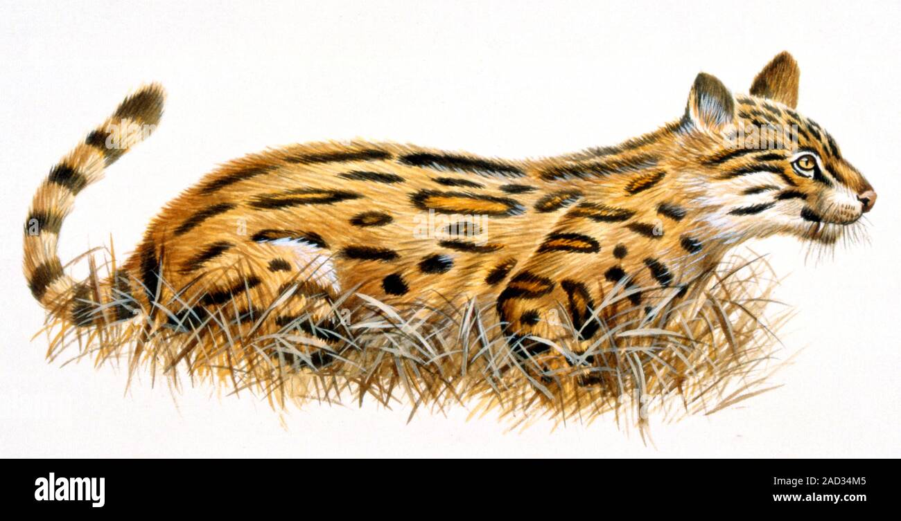 Dinictis prehistoric cat. Computer illustration of a Dinictis sp. false ...