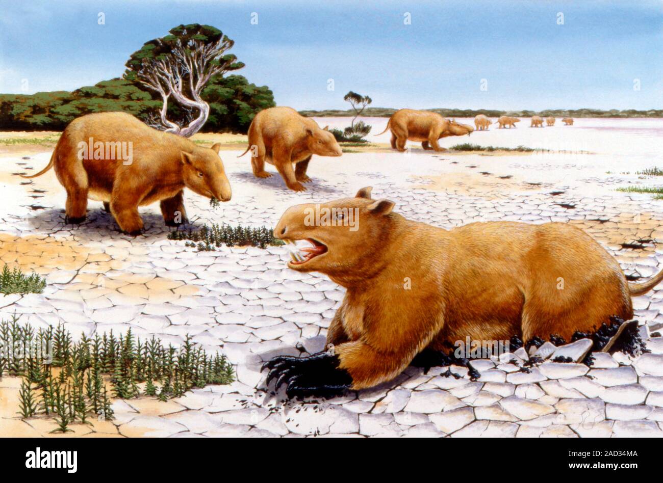 Prehistoric giant wombats. Computer illustration of a group of ...