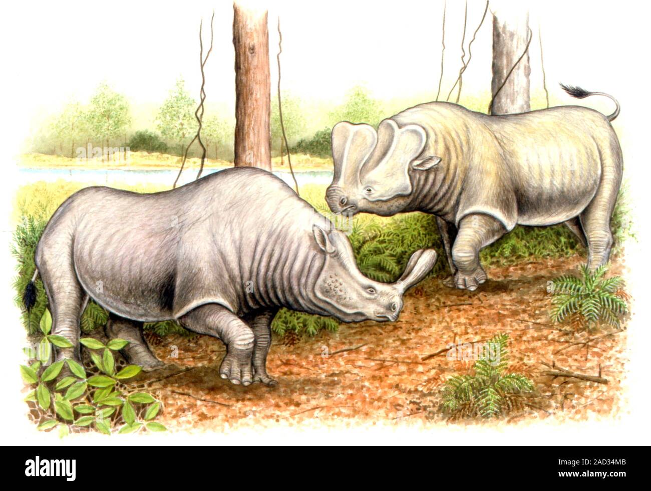 Brontotheriid prehistoric mammals. Computer illustration of Megacerops ...