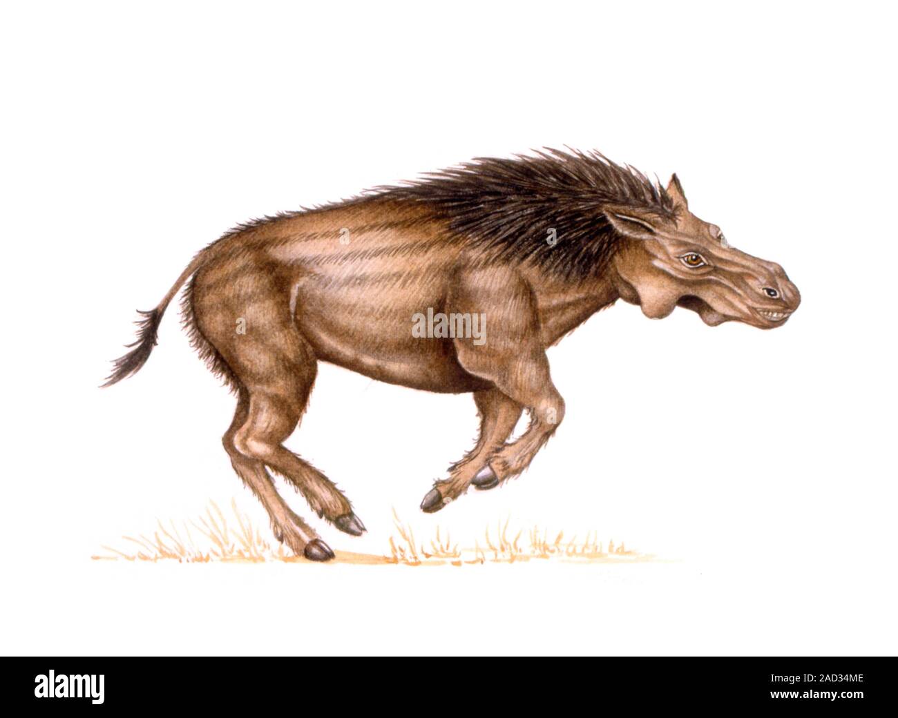 Metridiochoerus prehistoric pig. Computer illustration of a ...