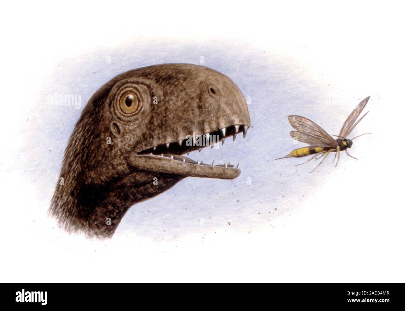 Anurognathus pterosaur. Computer illustration of the head of an ...