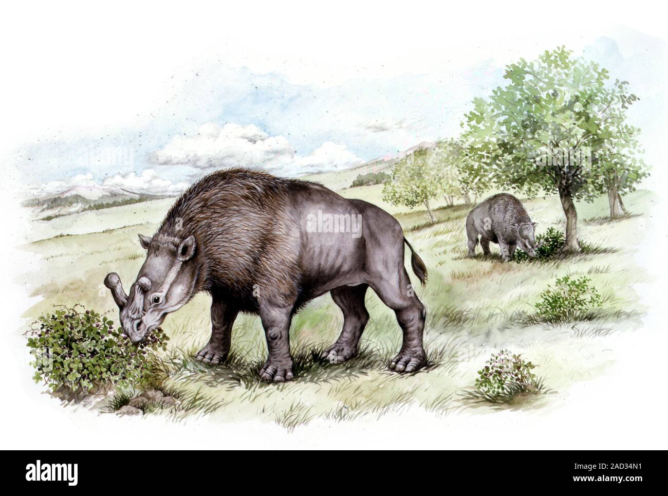 Brontotherium prehistoric mammals. Computer illustration of ...
