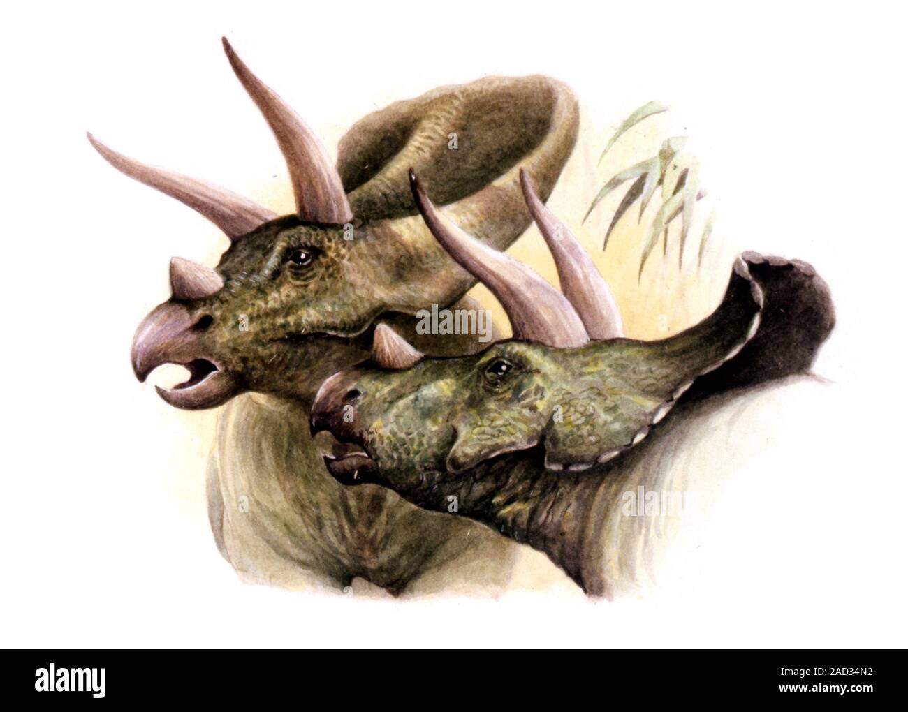 Torosaurus dinosaurs. Computer illustration of the heads of two ...