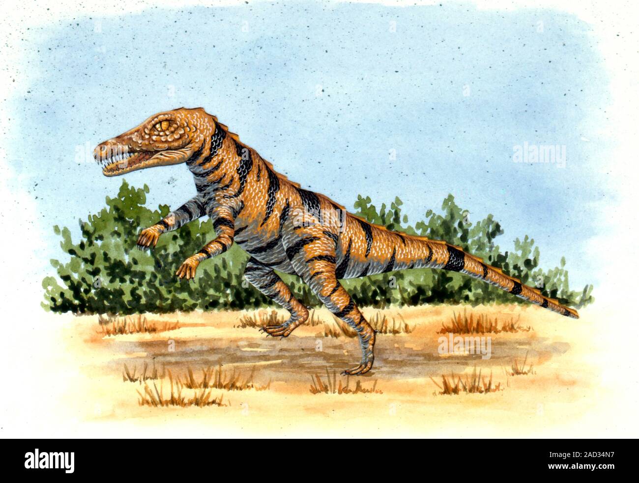 Gracilisuchus prehistoric crocodile. Computer illustration of a ...