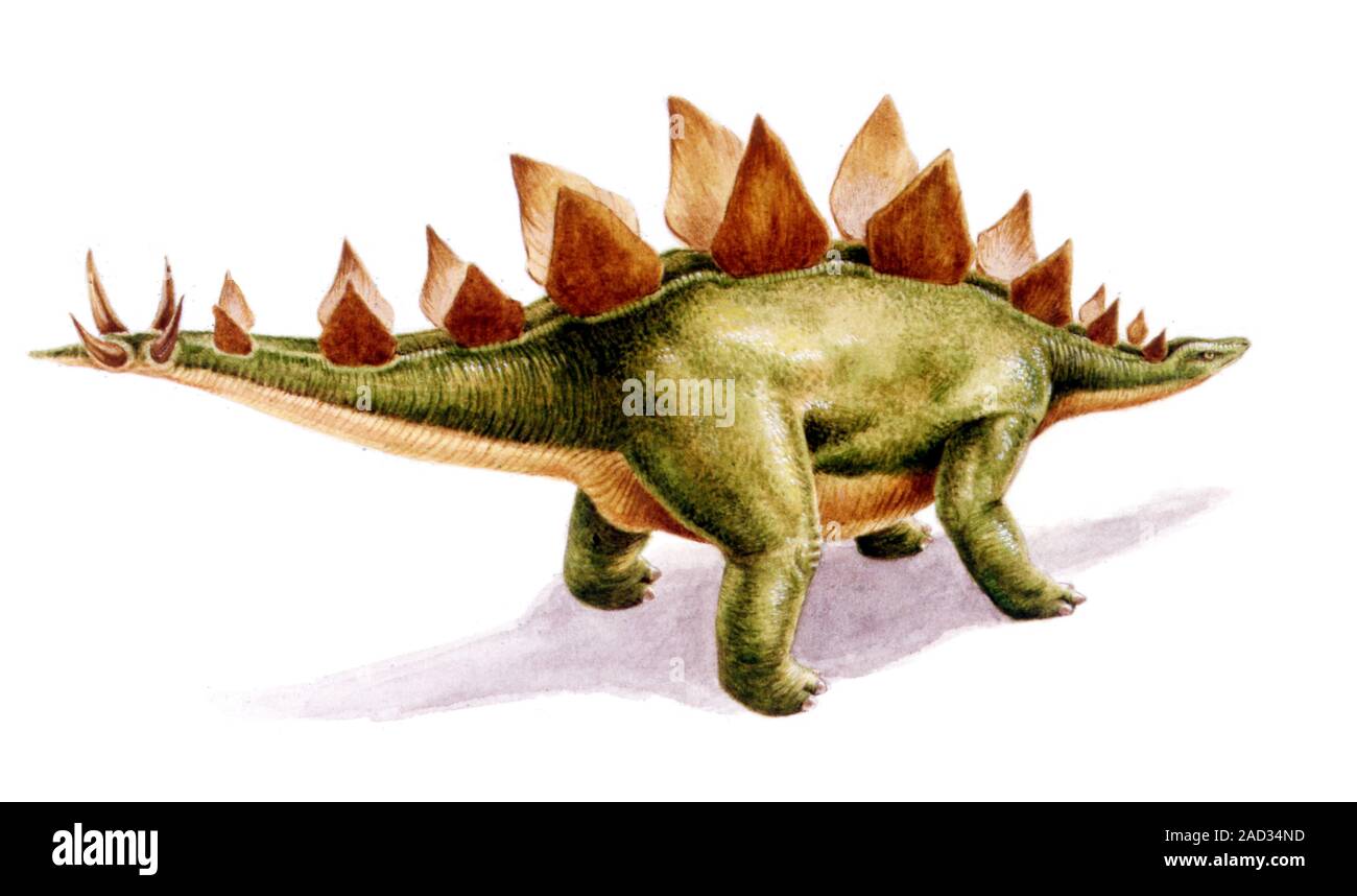 Stegosaurus dinosaur. Computer illustration of a Stegosaurus sp ...