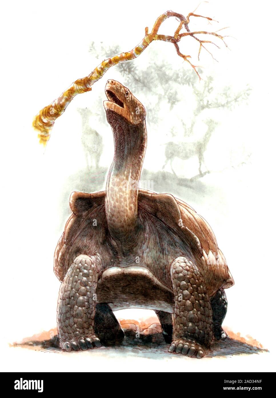 Giant tortoise. Computer illustration of a giant tortoise (family ...