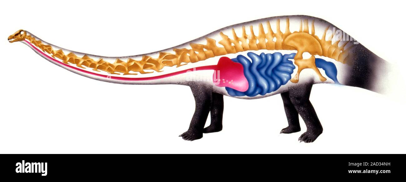 Sauropod anatomy. Cutaway computer illustration showing the skeleton ...