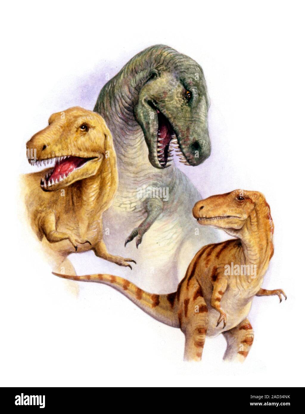 Tyrannosaurs. Computer illustration of three tyrannosaurid dinosaurs ...