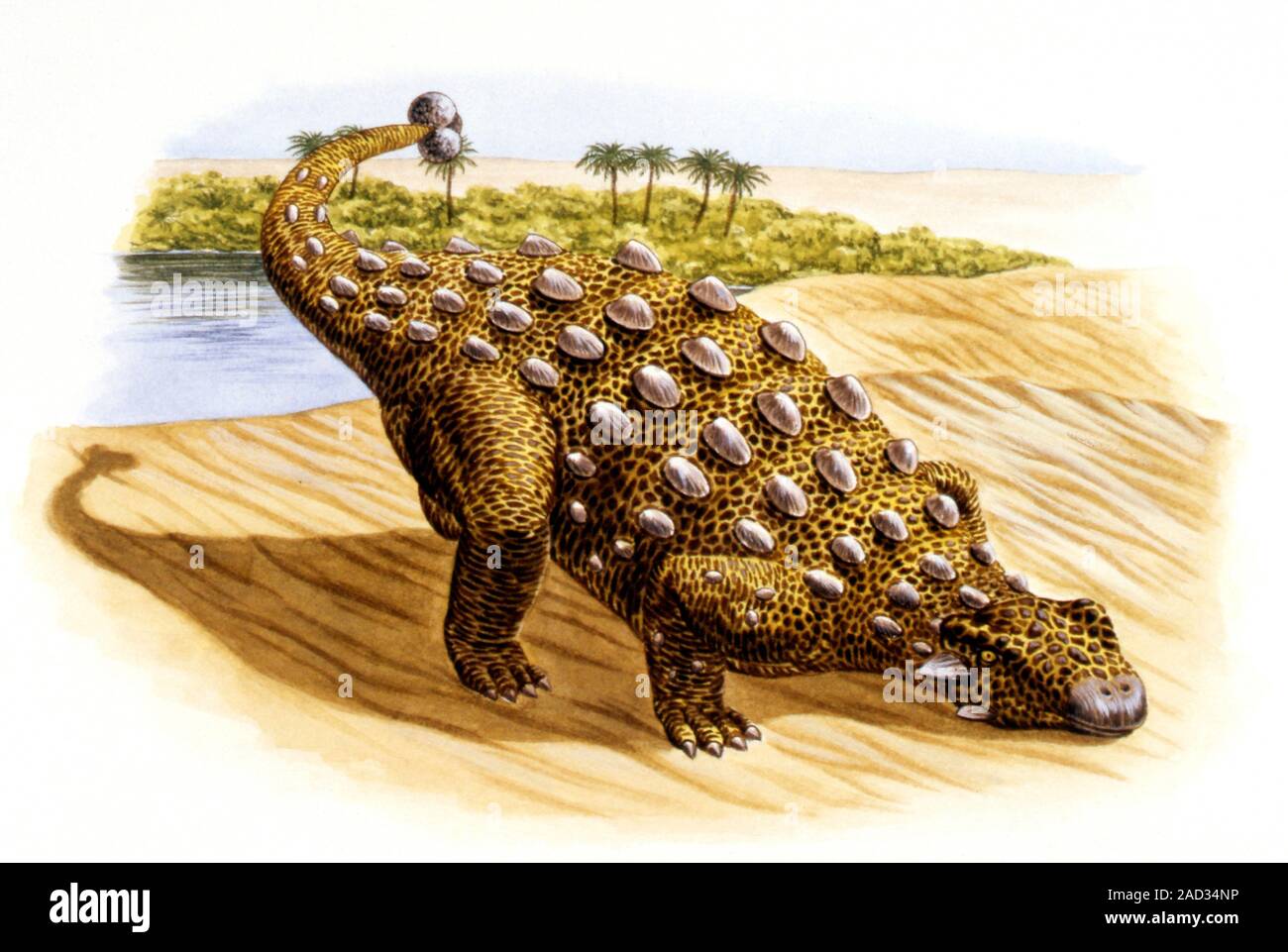 Talarurus dinosaur. Computer illustration of a Talarurus sp. dinosaur ...