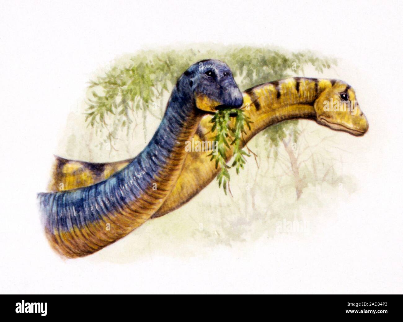 Nemegtosaurus dinosaurs. Computer illustration of Nemegtosaurus sp ...