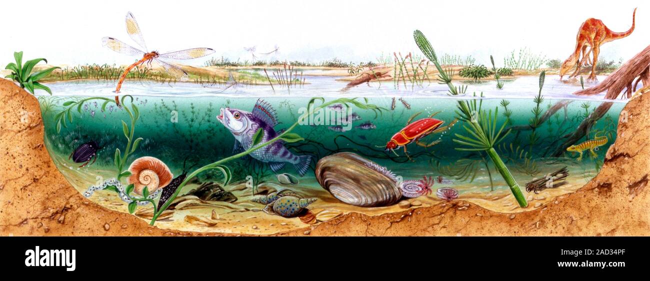 Prehistoric watertight ecosystem. Computer illustration representing a ...