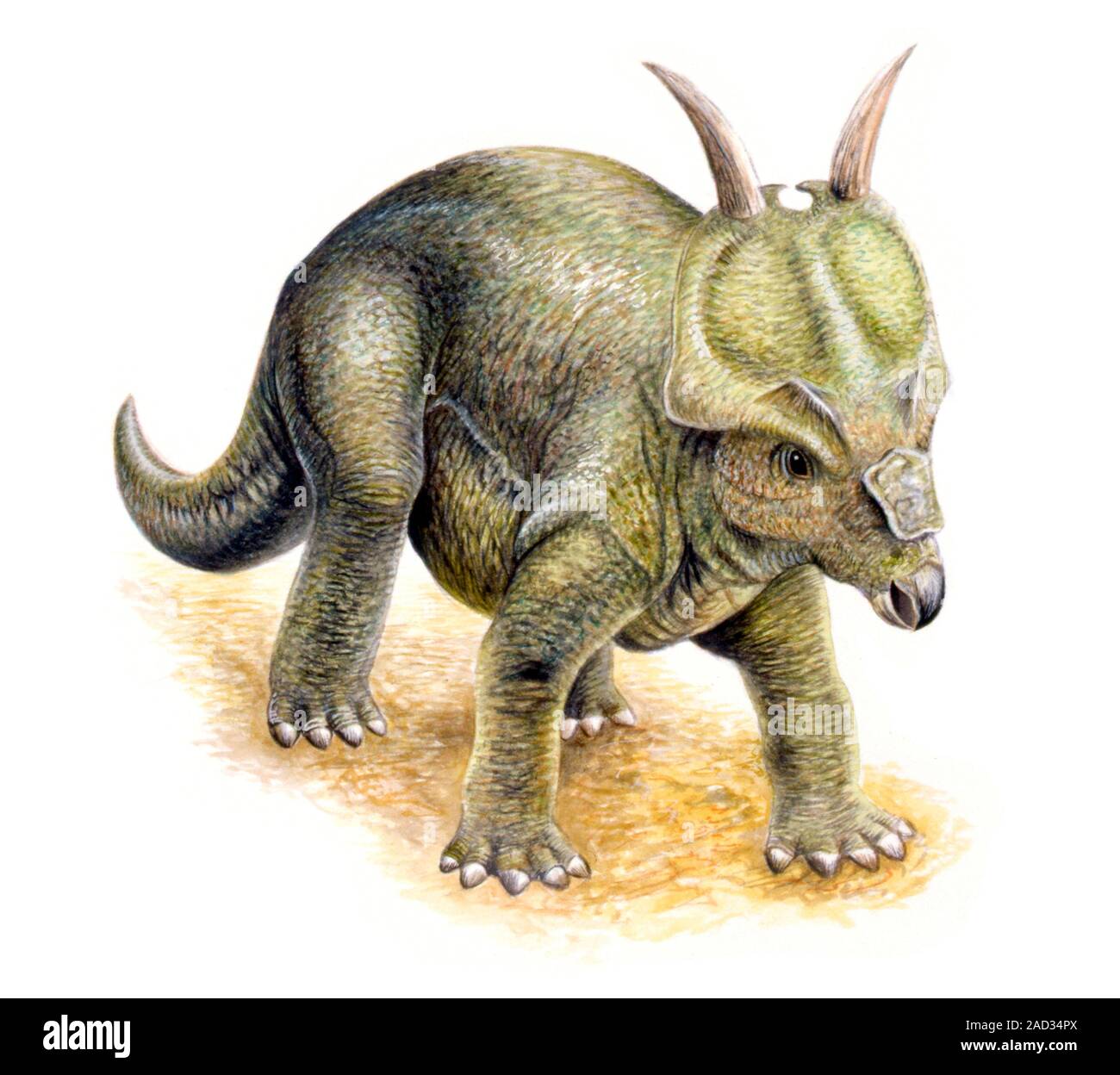 Achelousaurus dinosaur. Computer illustration of a Achelousaurus sp ...