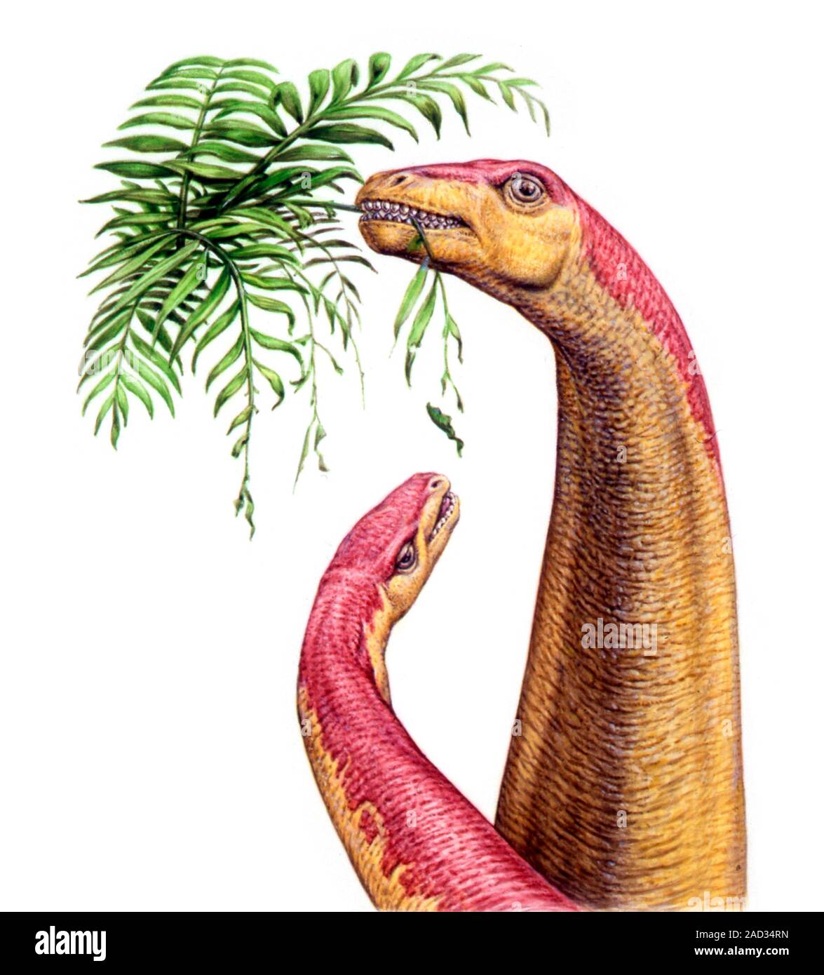 Kotasaurus dinosaurs. Computer illustration of an adult and young ...