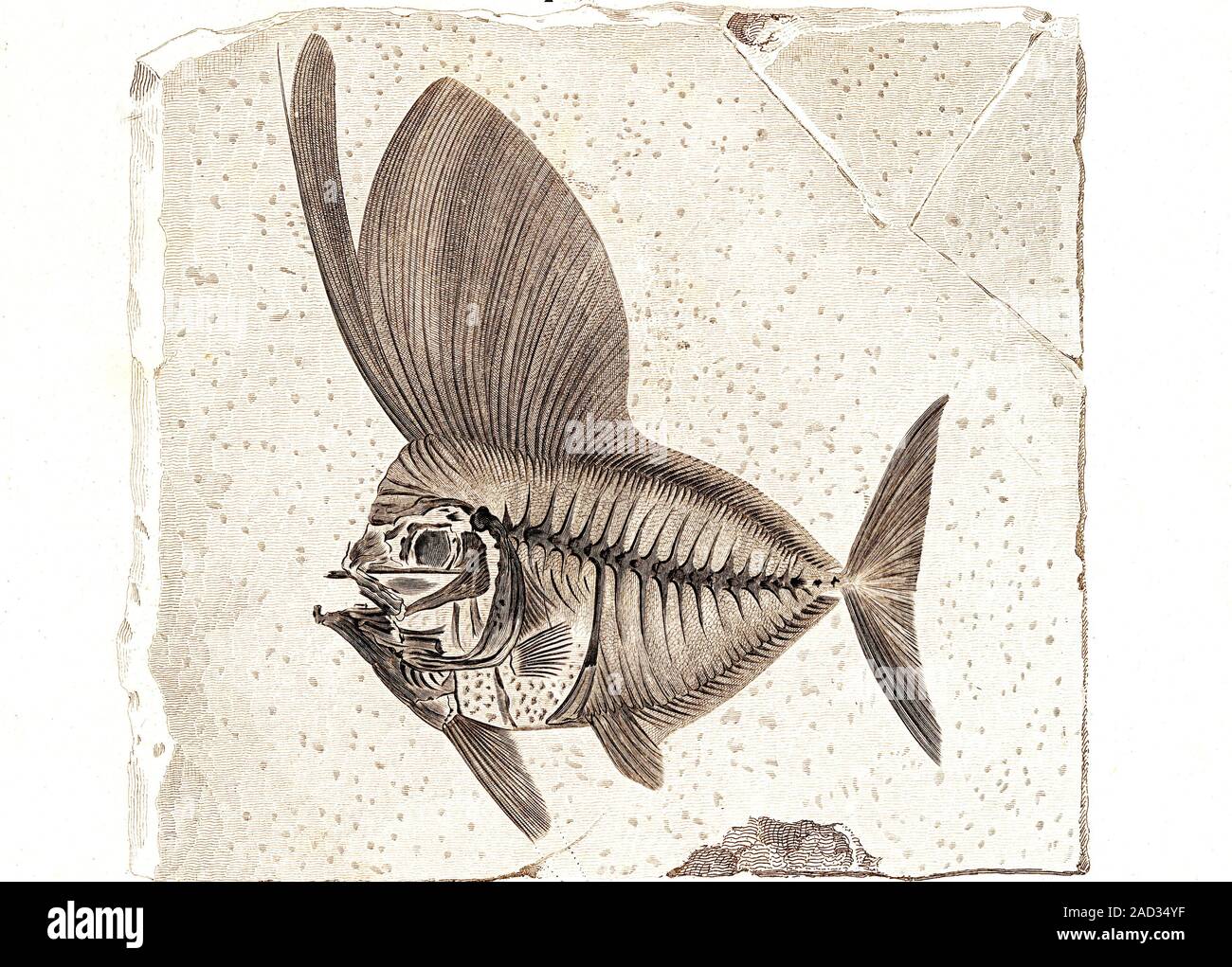 Semiophorus prehistoric fish fossil. 1869 illustration of the ...