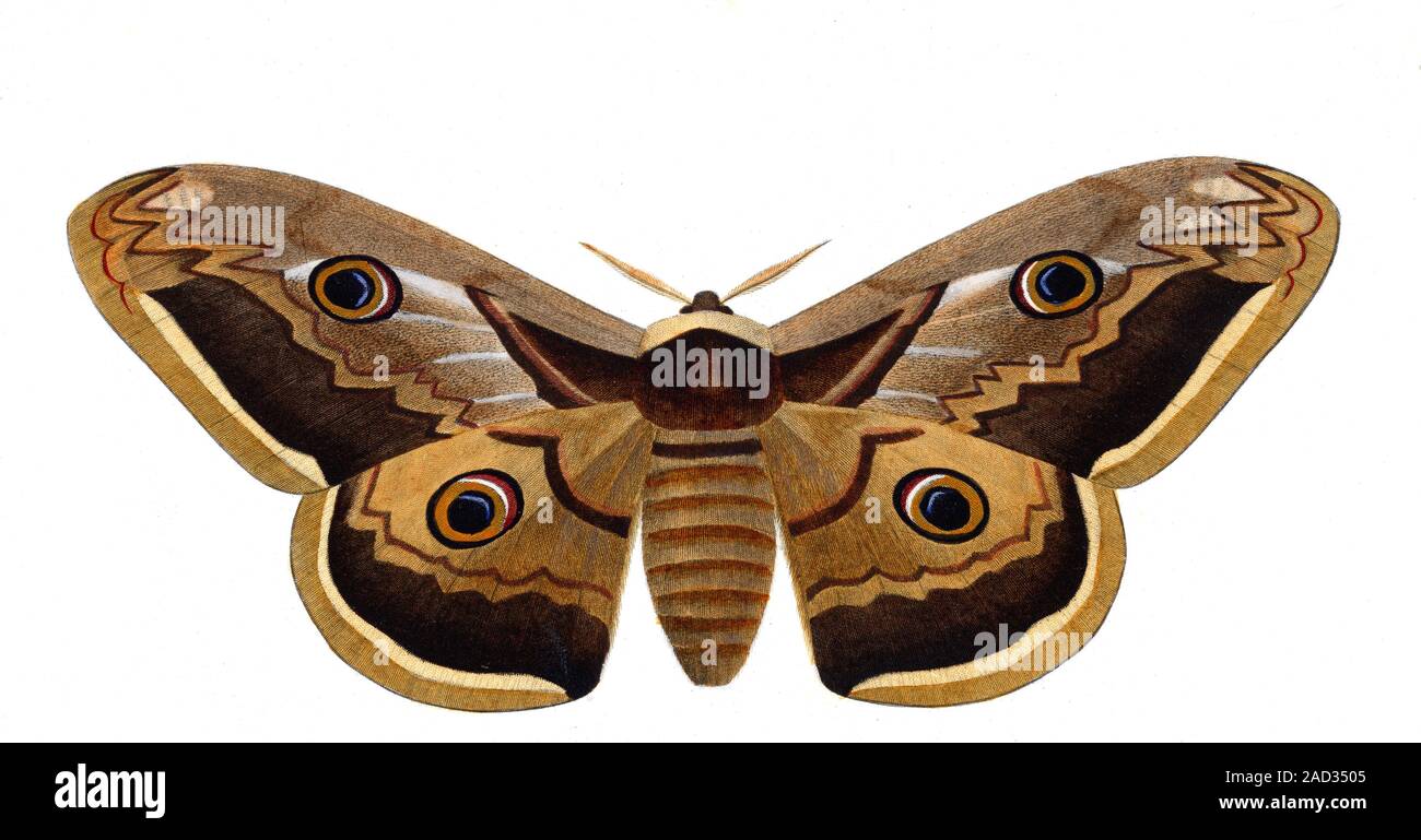 Giant peacock moth (Attacus pavonia major), 1869 illustration. This ...