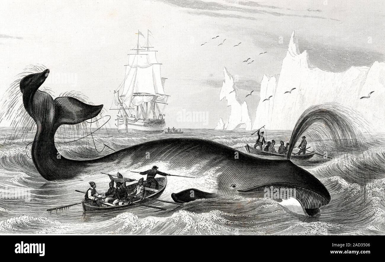 Bowhead whale being hunted. 1869 illustration of men hunting a bowhead ...