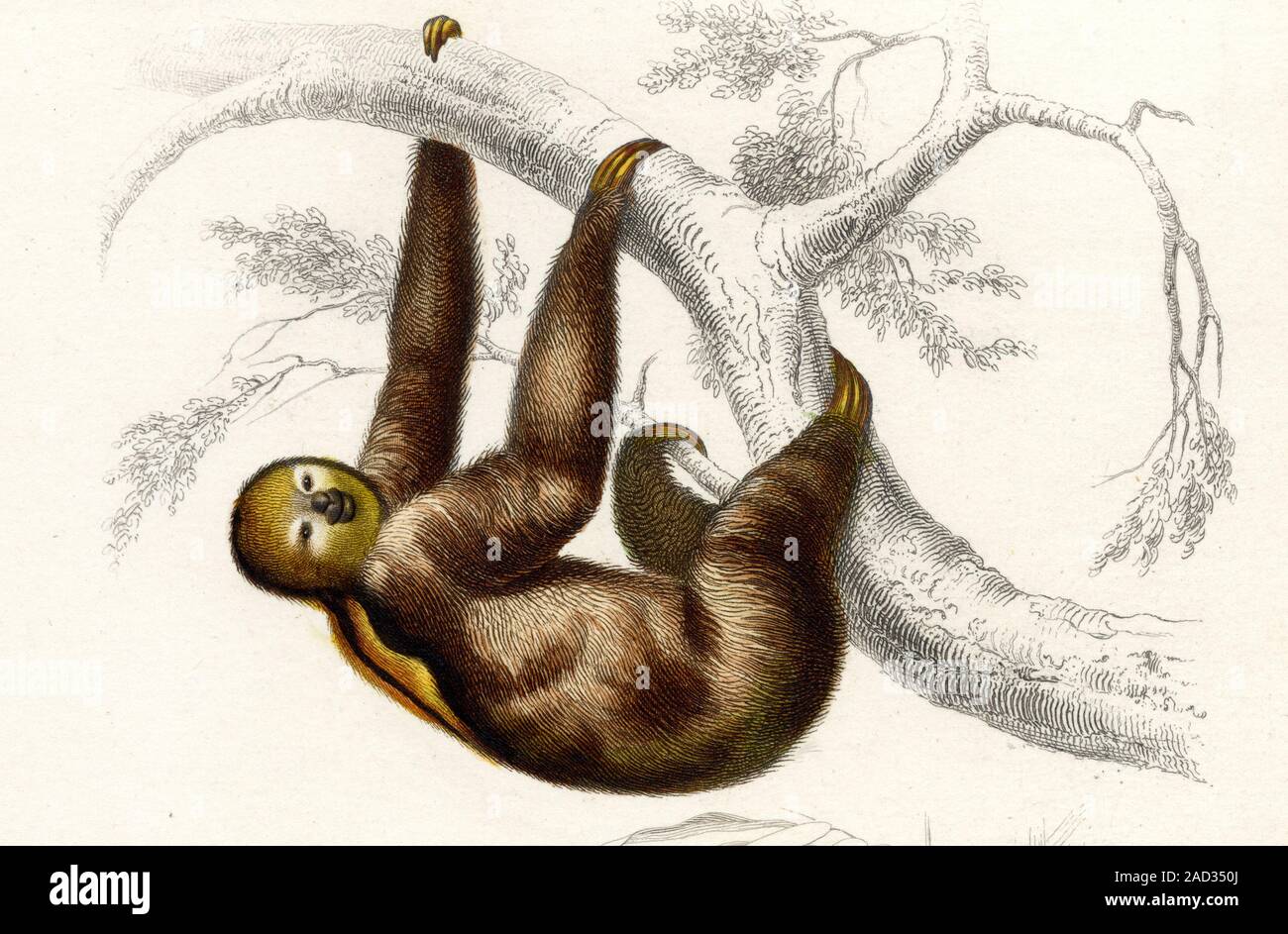 Three-toed sloth (Bradypus sp.), 1869 illustration. Three-toed sloths ...