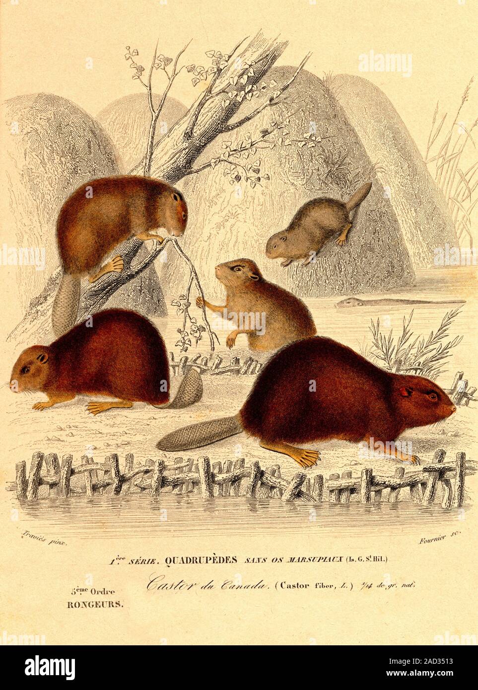 European beavers (Castor fiber), 1869 illustration. The European beaver ...