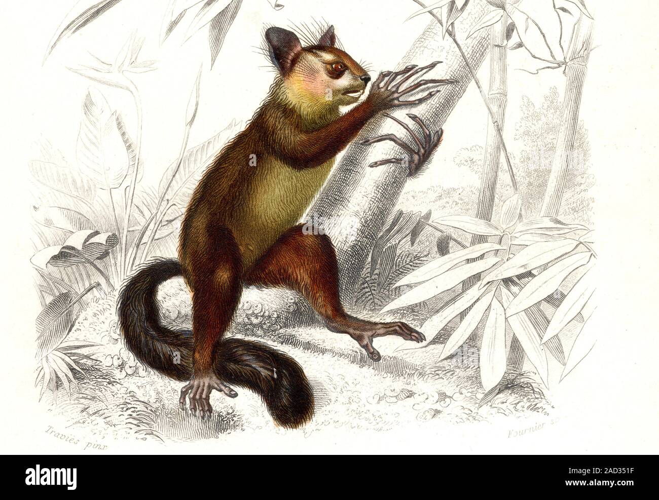 Aye-aye (Cheiromys madagascariensis), 1869 illustration. The aye-aye ...