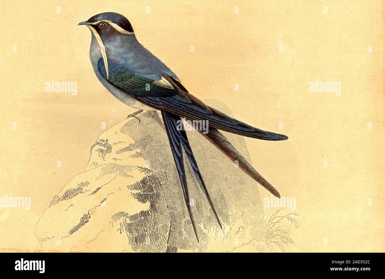 Swift (Cypselus mystaccus), 1869 illustration Stock Photo - Alamy