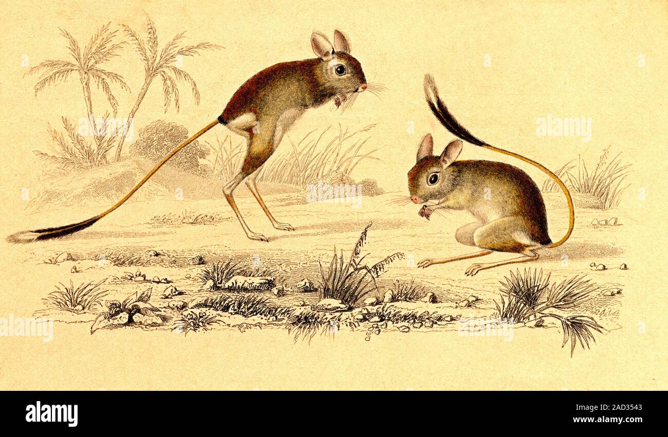 Jerboas (Dipus gerboa). 19th Century illustration of two jerboas, or ...