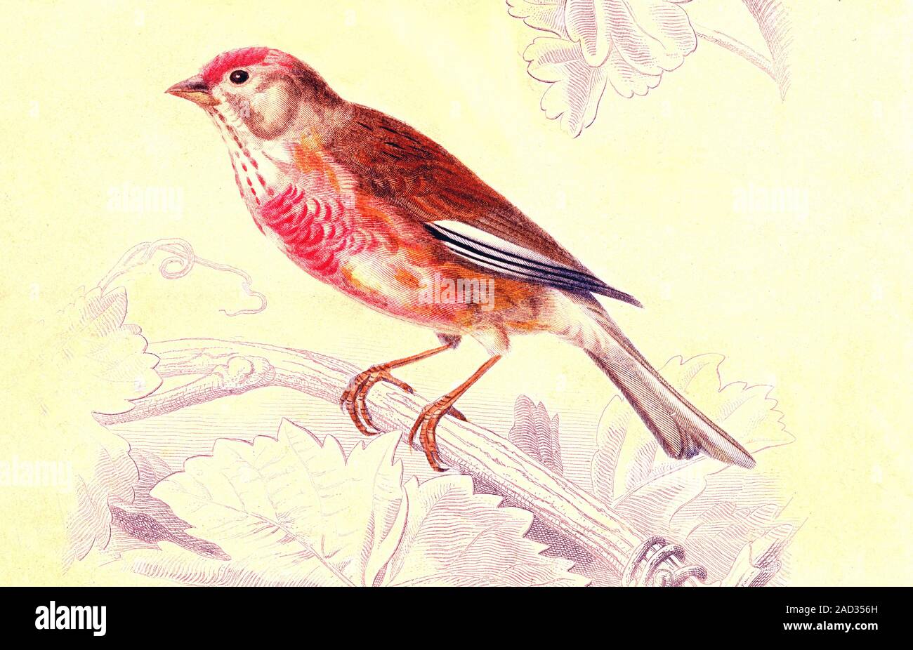 Finch (Linota cannabina), 1849 illustration Stock Photo - Alamy