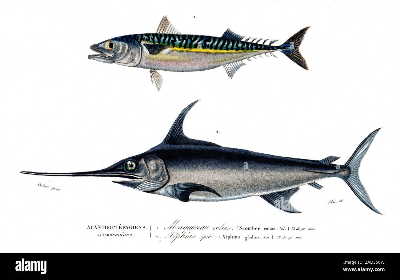 Mackerel and swordfish. 1869 illustration of an Atlantic chub mackerel ...