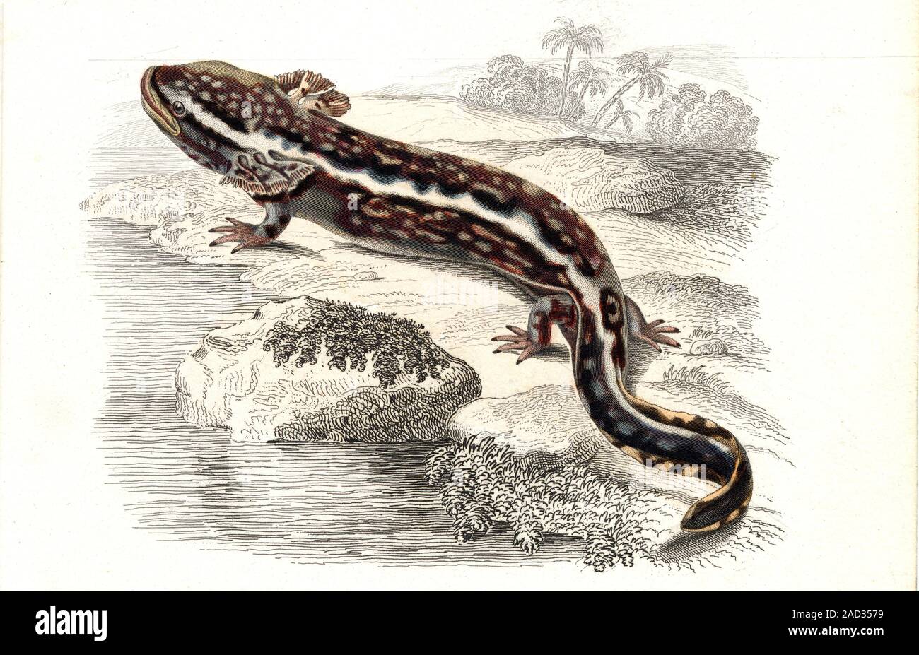 Salamander. 1869 illustration of a Menobranchus lateralis salamander ...