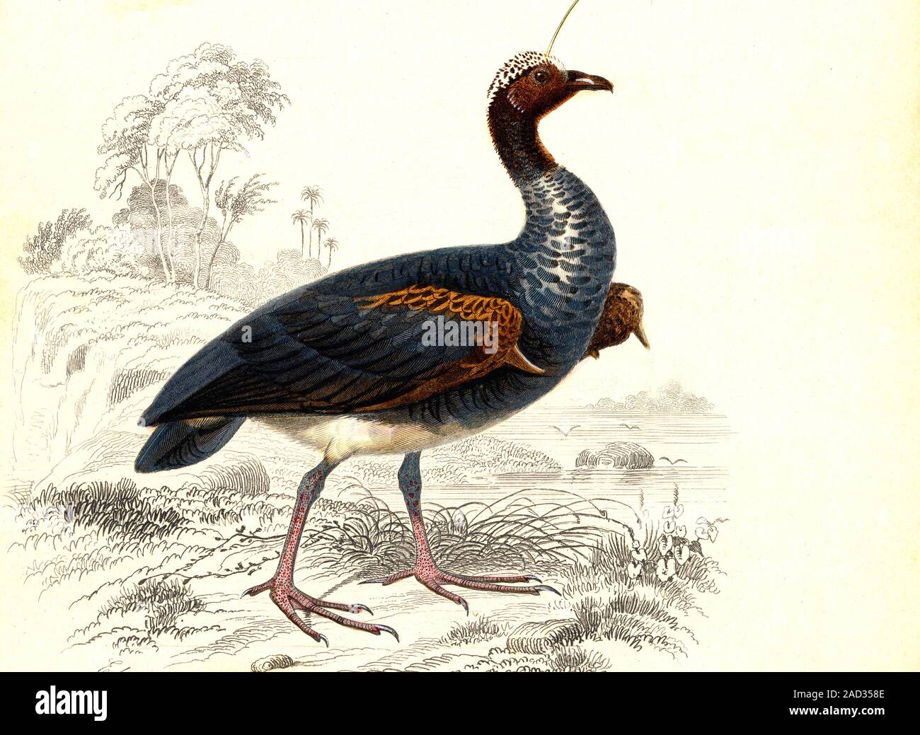 Screamer (Palamedea cornuta), 1849 illustration. Screamers (family ...