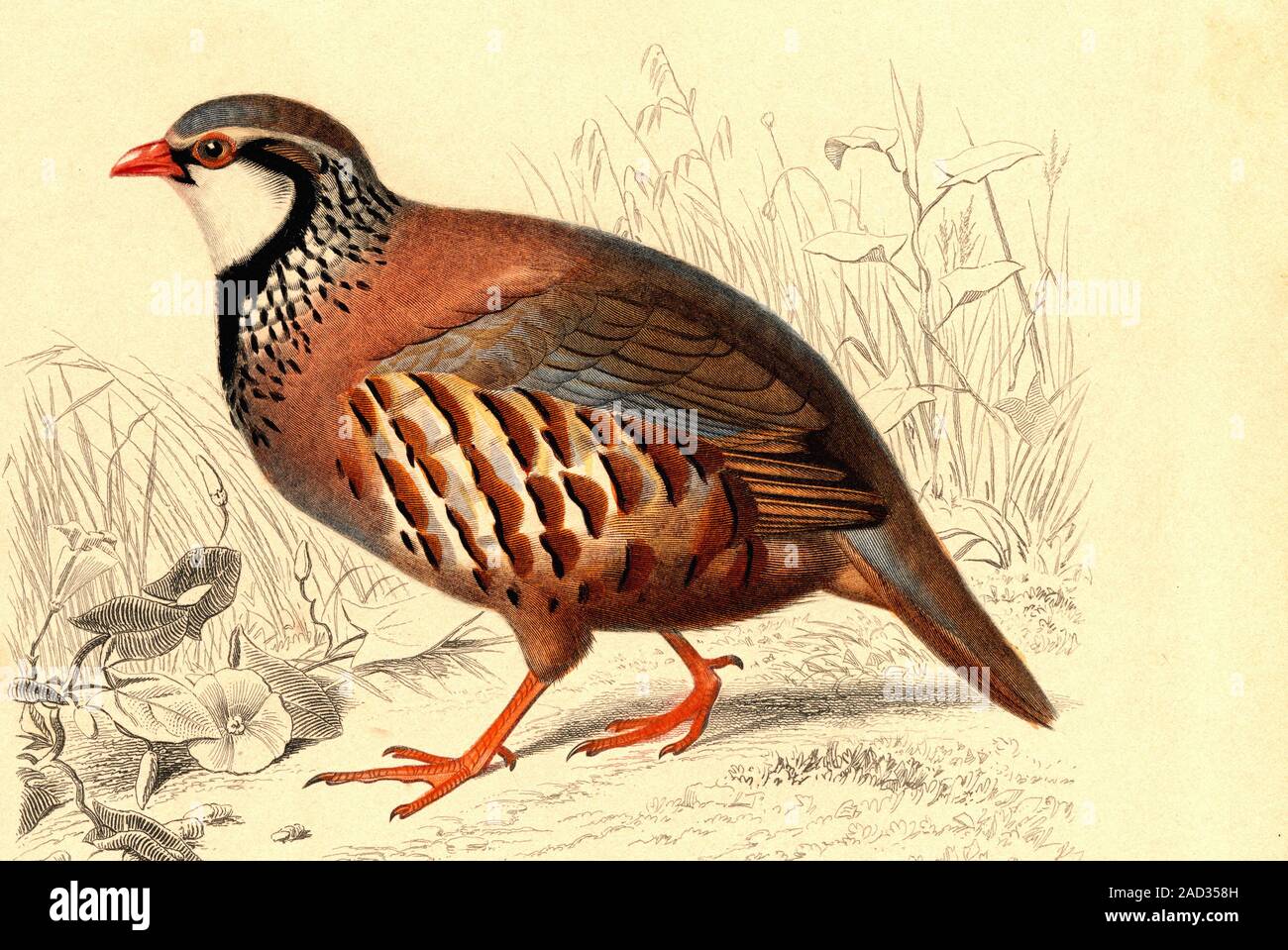 Red-legged partridge (Perdin rubra), 1849 illustration. The red-legged ...