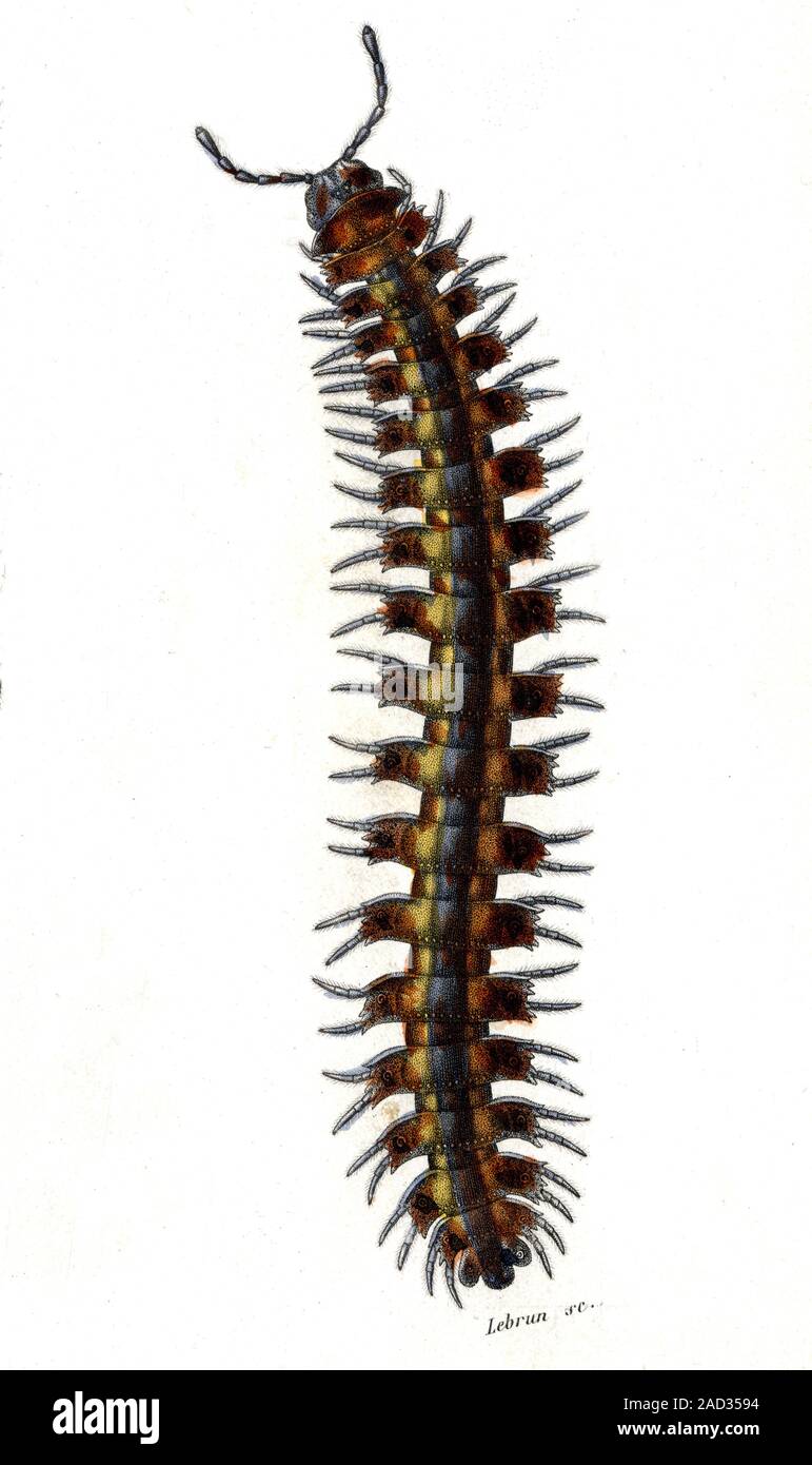 Millipede (Polydesmus mexicanus), 1869 illustration Stock Photo - Alamy