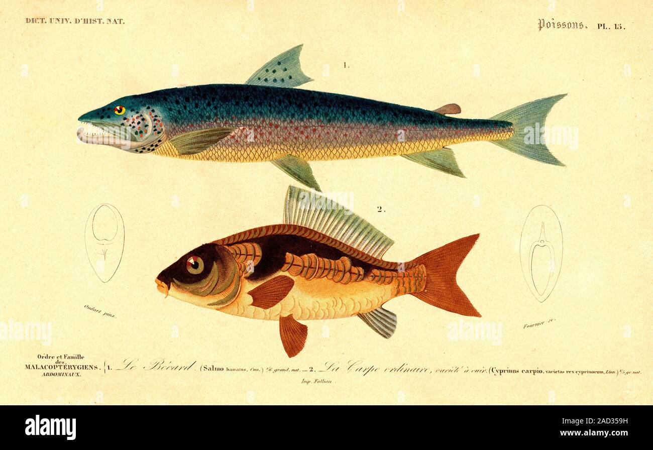 Salmon and carp. 1869 illustration of a salmon (Salmo hamatus, top) and ...