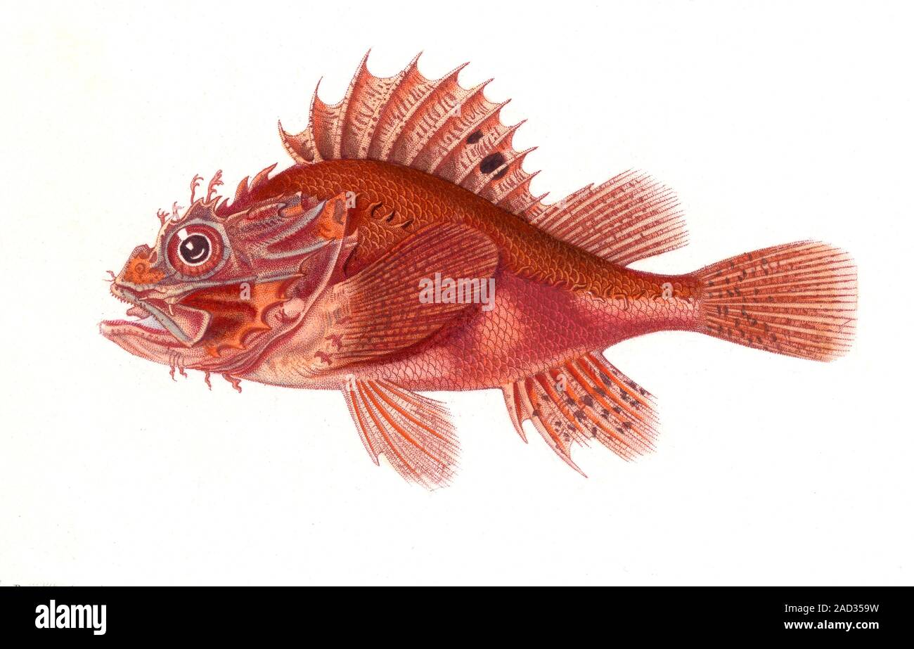 Black scorpionfish (Scorpaena porcus), 1849 illustration. This venomous ...