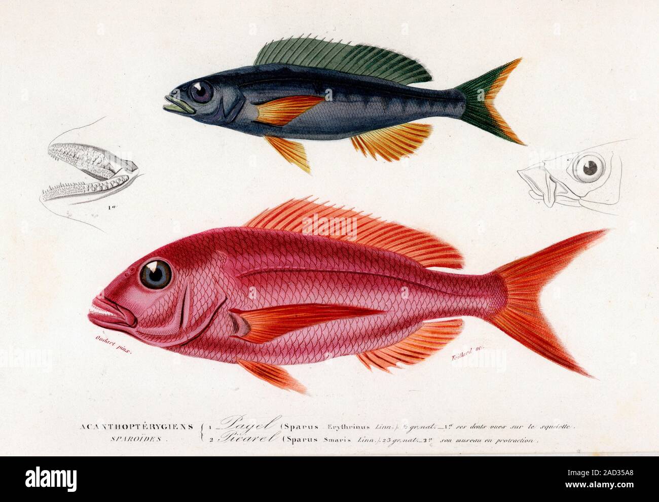 Sea breams. 1869 illustration of Sparus erythrinus (top) and Sparus ...