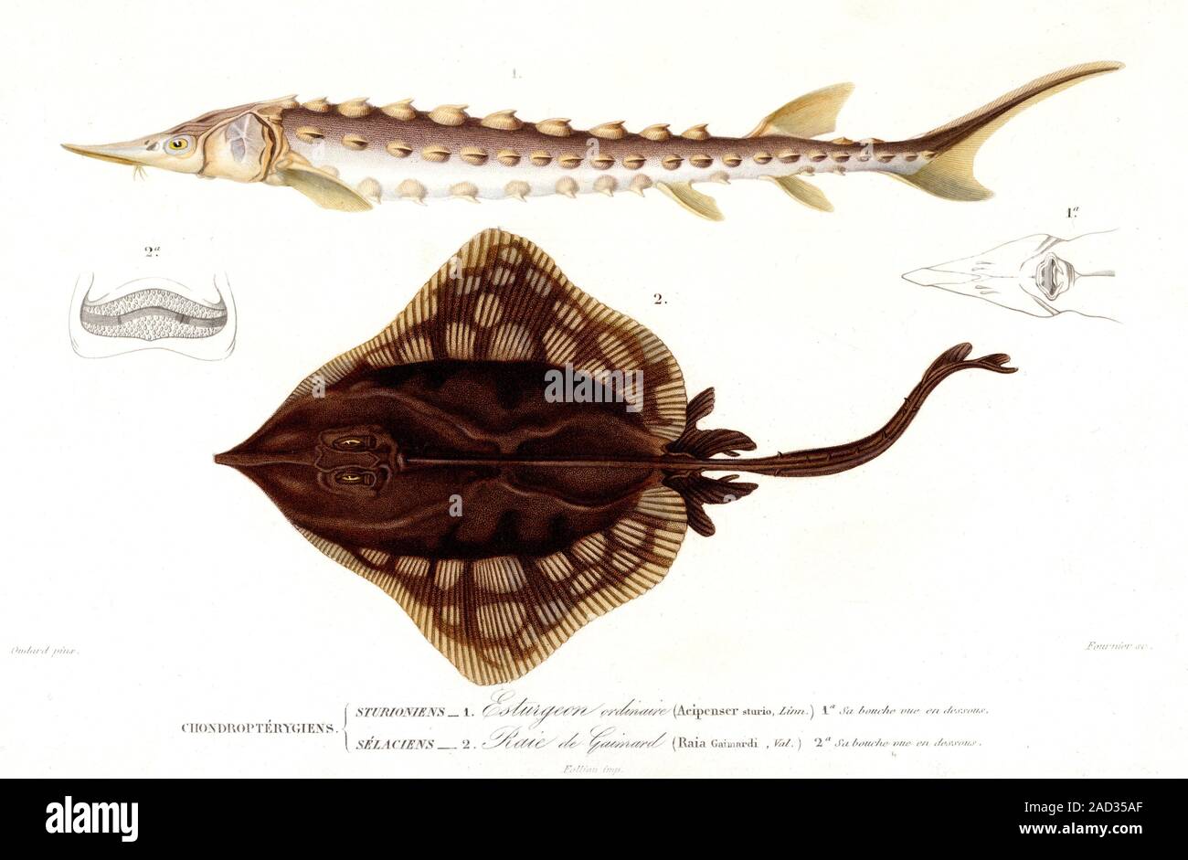 Drum and grunt. 1869 illustration of a European sea sturgeon (Acipenser ...