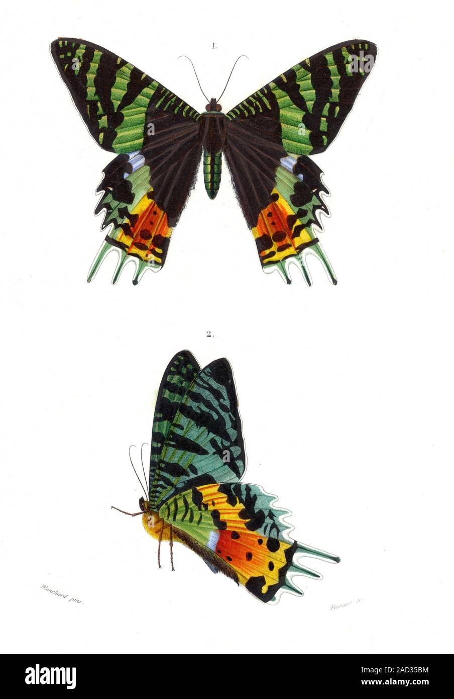 Madagascan sunset moth (Urania riphaeus ) butterfly, 1869 illustration ...