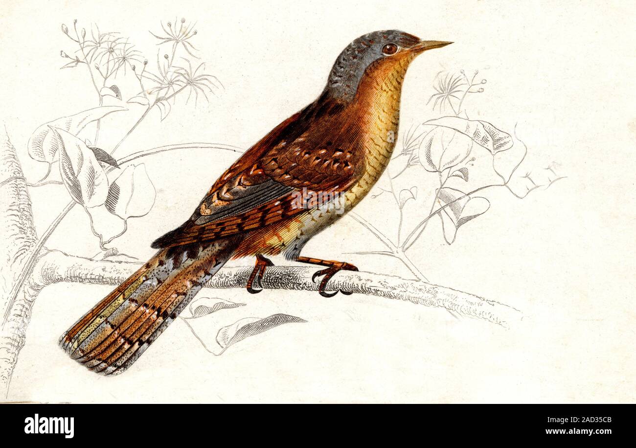Woodpecker (Yunx torquilla), 1849 illustration Stock Photo - Alamy